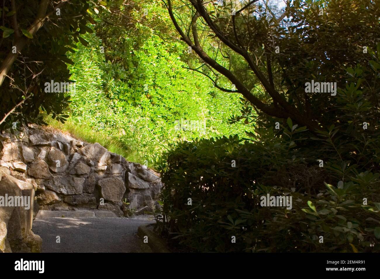 Trees and plants on both sides of a path Stock Photo - Alamy
