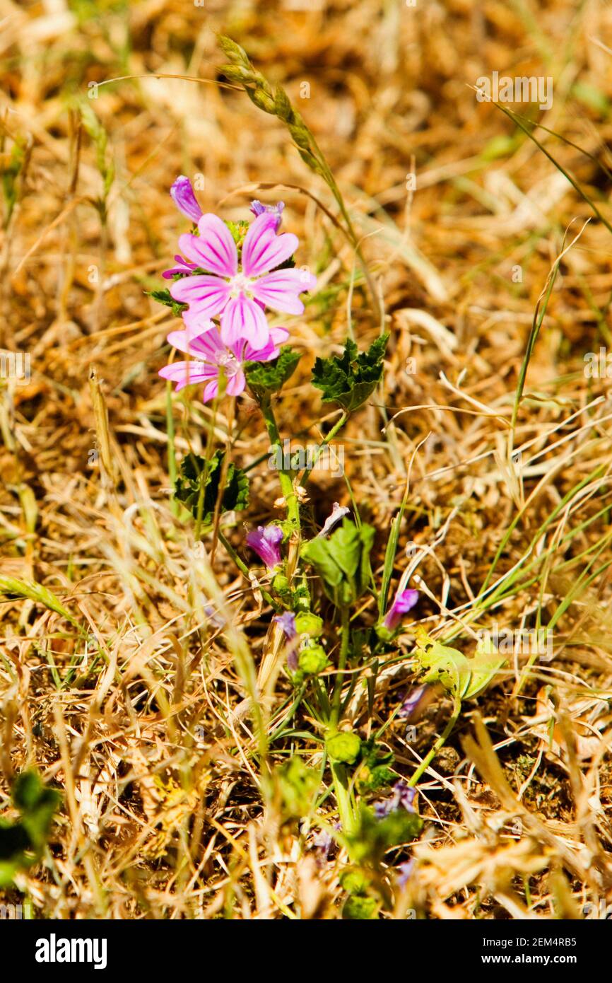 Selective color flower image hi-res stock photography and images - Alamy