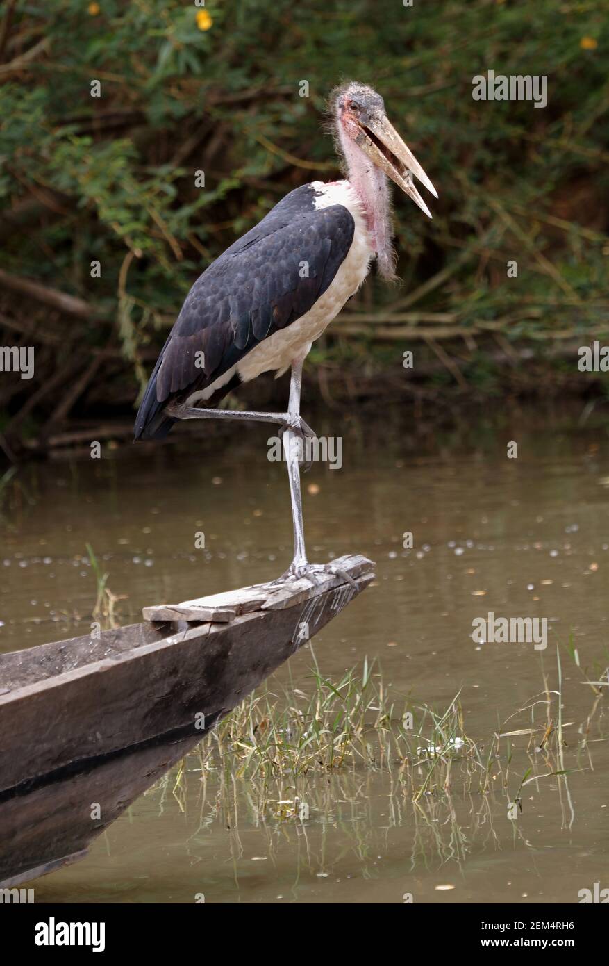 Marabou Stork (Leptoptilos crumenifer) standing on front of fishing ...