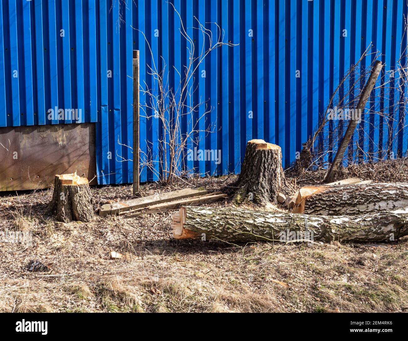Trees are cut in spring Stock Photo - Alamy