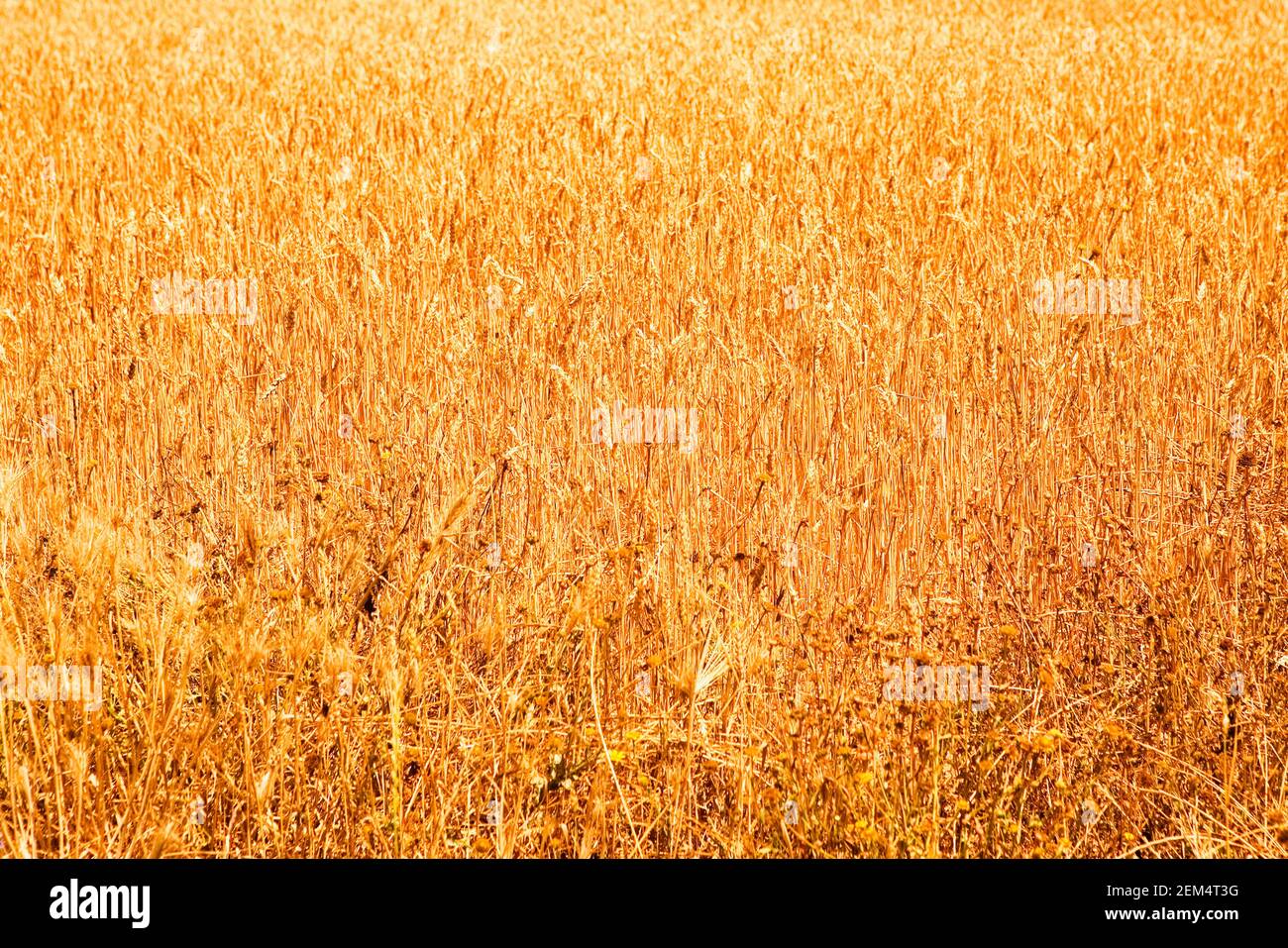Timothy hay hi-res stock photography and images - Alamy