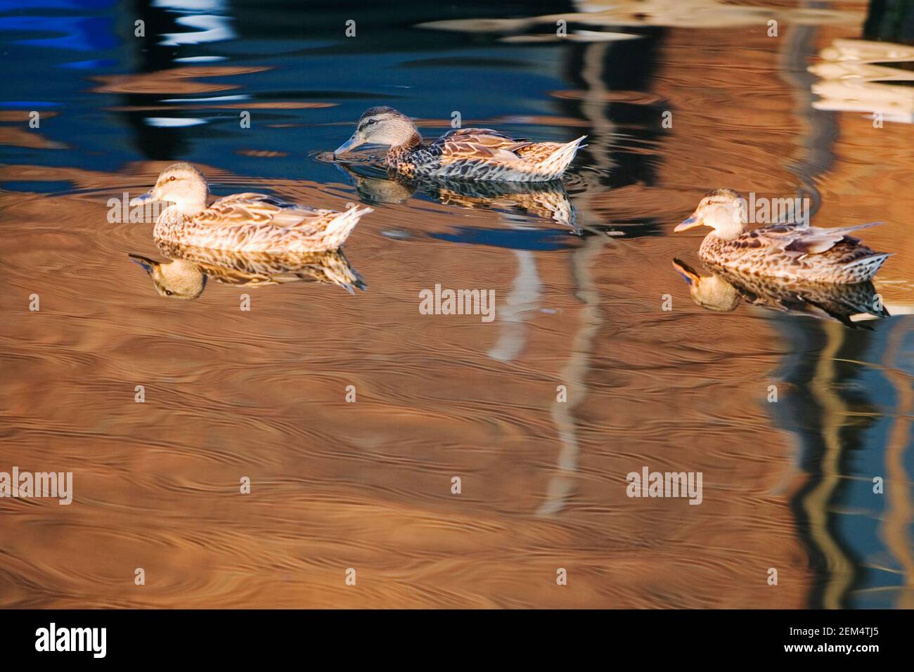 Side profile of three ducks in a lake Stock Photo - Alamy