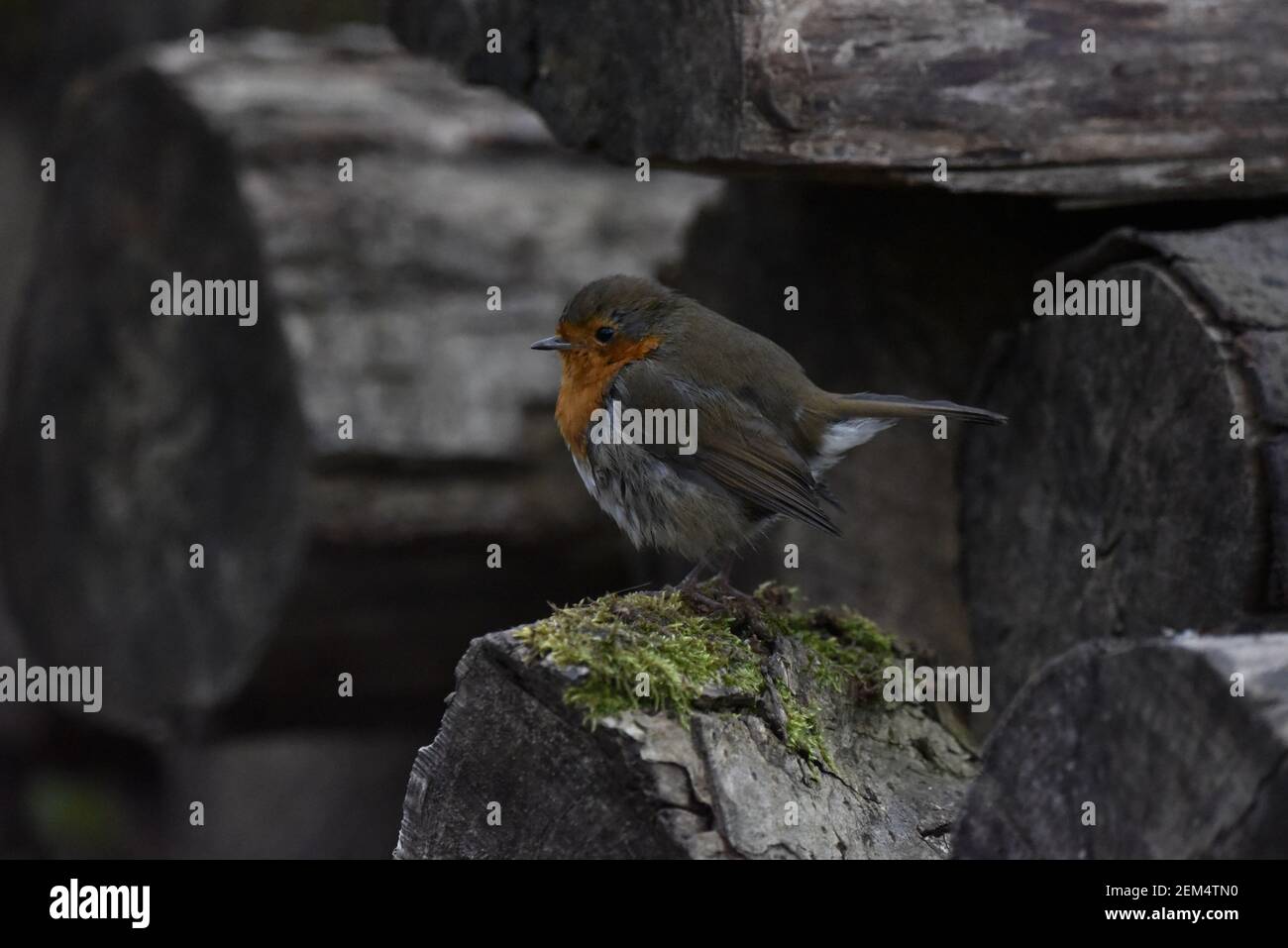 Rock robin hi-res stock photography and images - Alamy