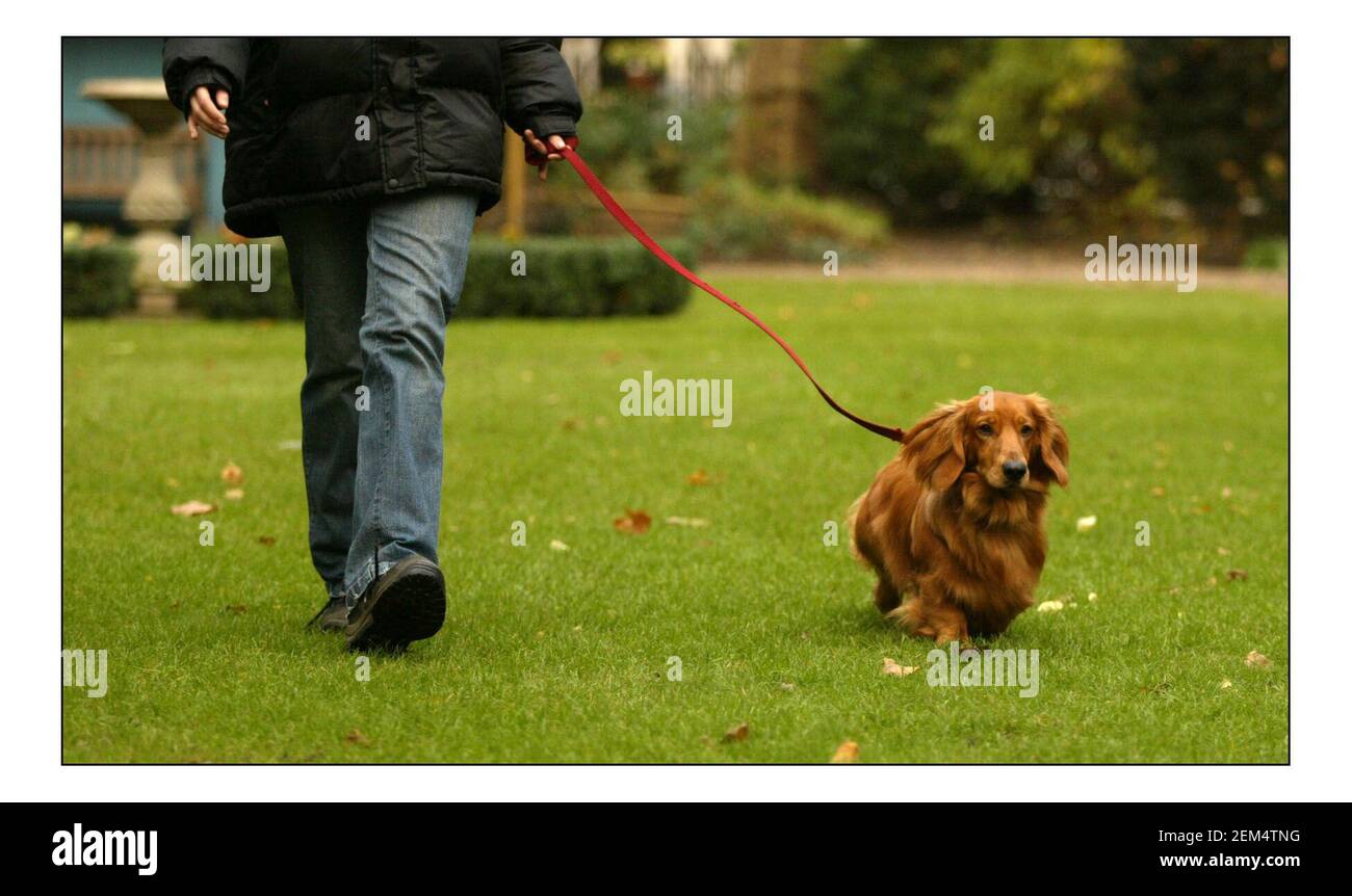 Preparing for the ring Rovi Kelner (dachshund) with handler Chamois ...