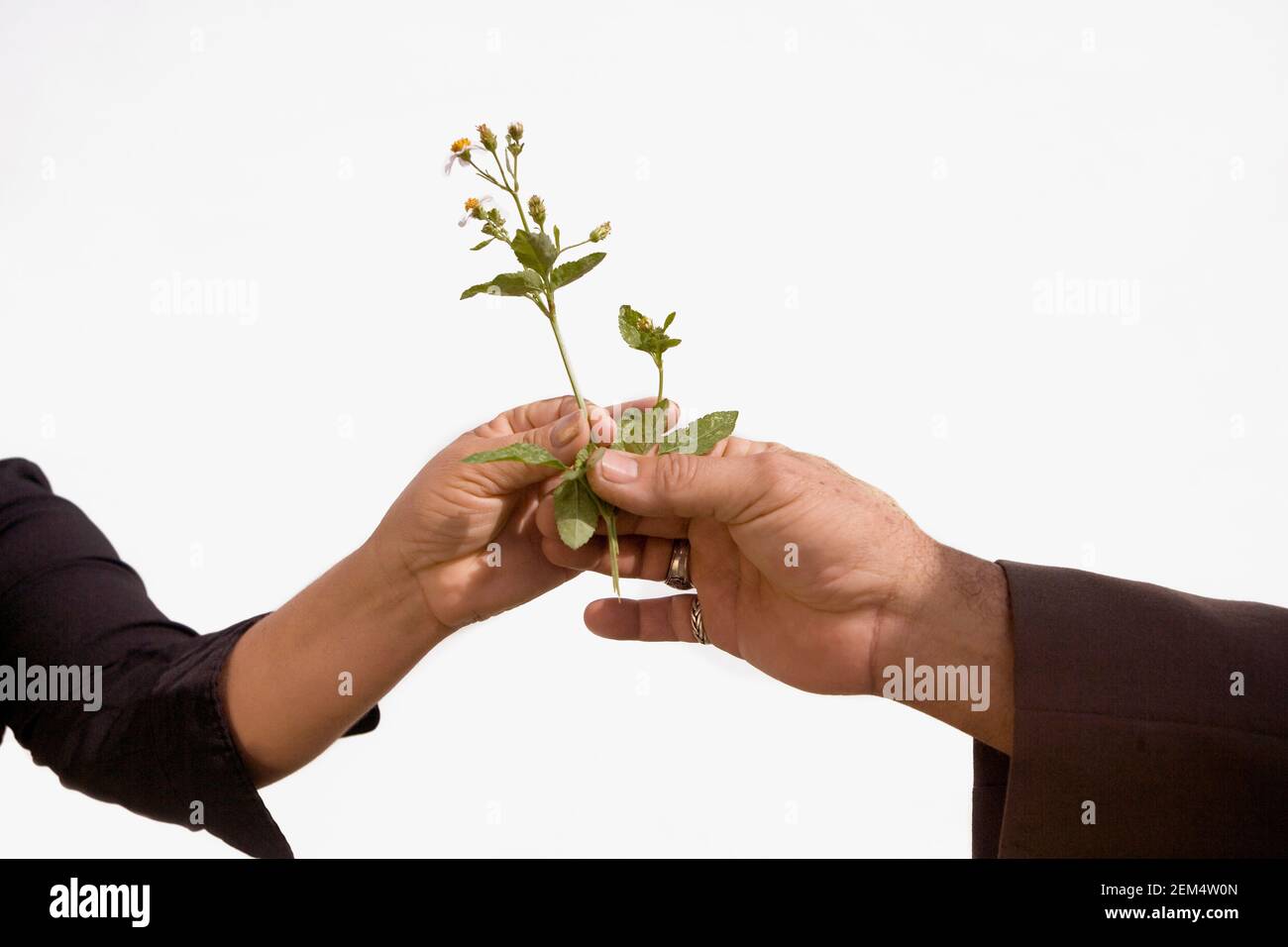Hand giving flower hi-res stock photography and images - Alamy
