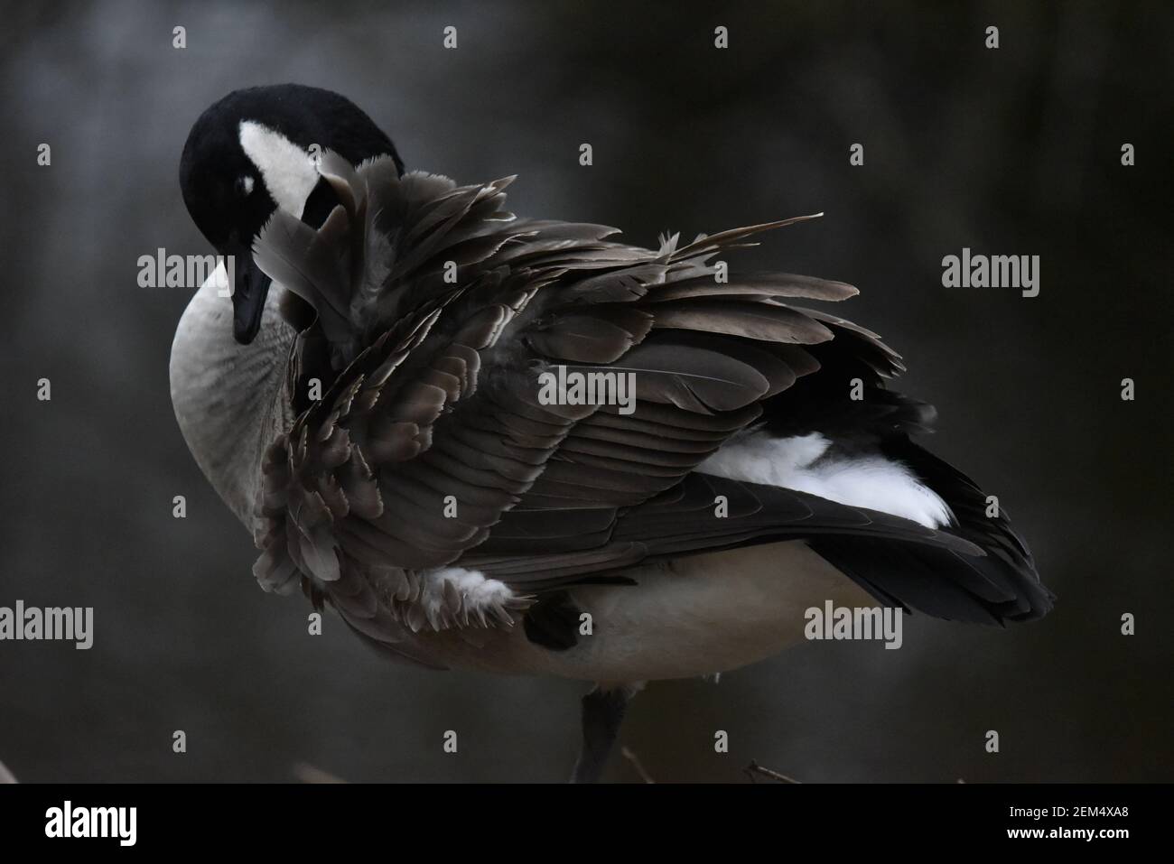 Preening left side hi-res stock photography and images - Alamy