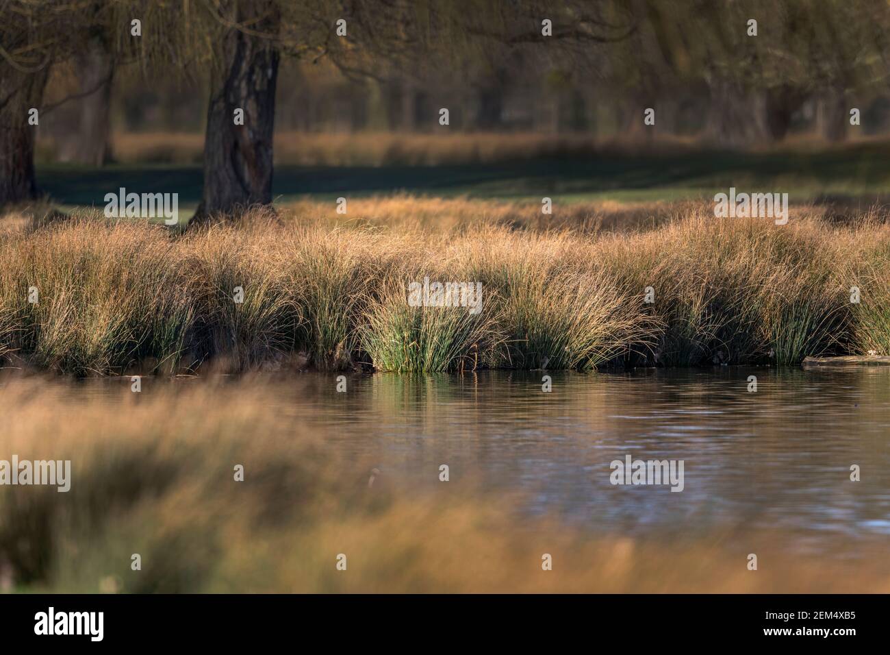 reed beds growing on edge of pond creating a velvet like view Stock ...