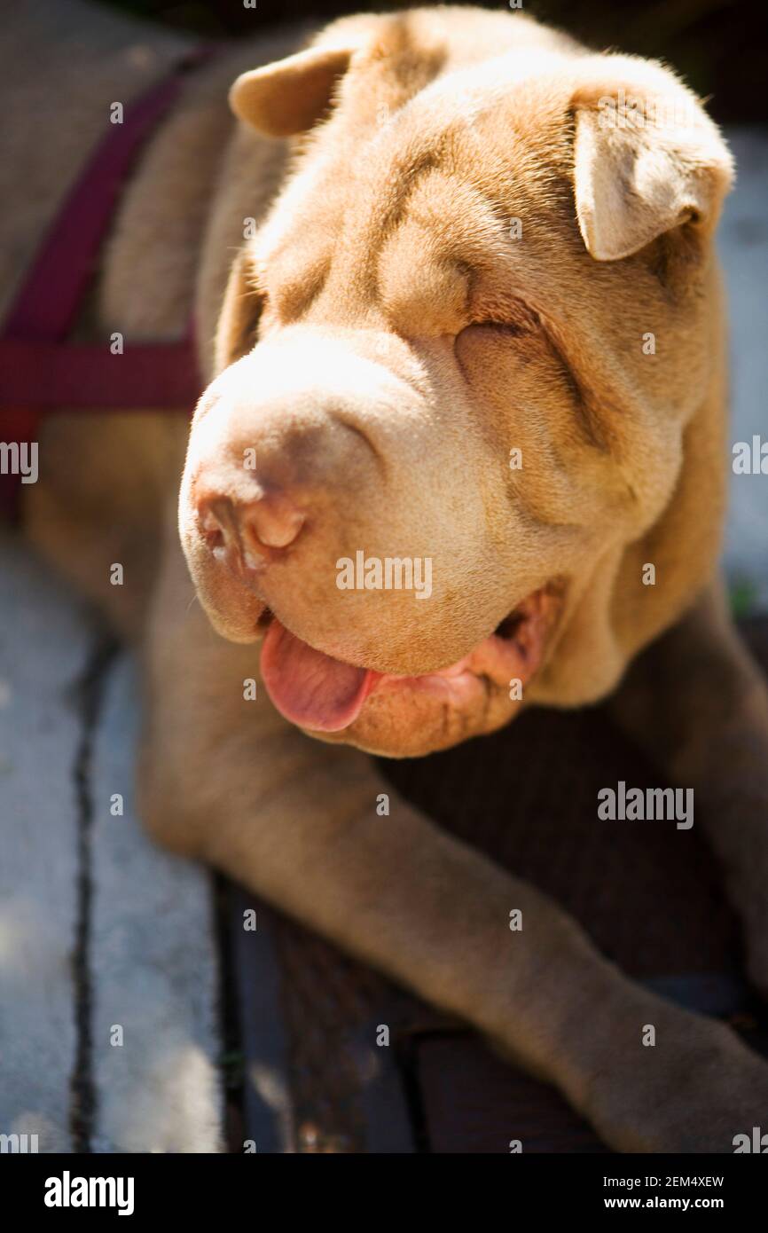 Close-up of a bulldog Stock Photo - Alamy