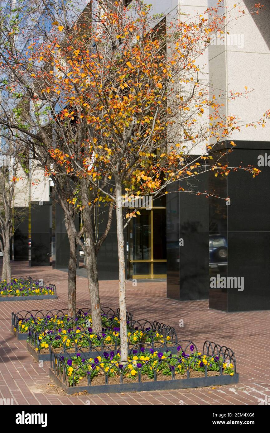 Trees in front of a building, Washington DC, Washington State, USA ...