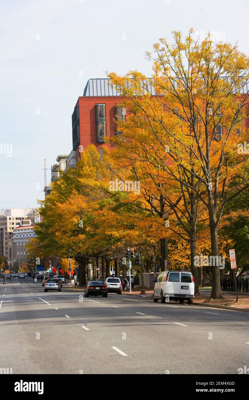 Trees along a road in a city, Washington DC, Washington State, USA ...