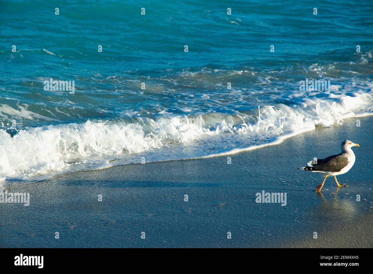 Side profile of seagull on the beach Stock Photo - Alamy