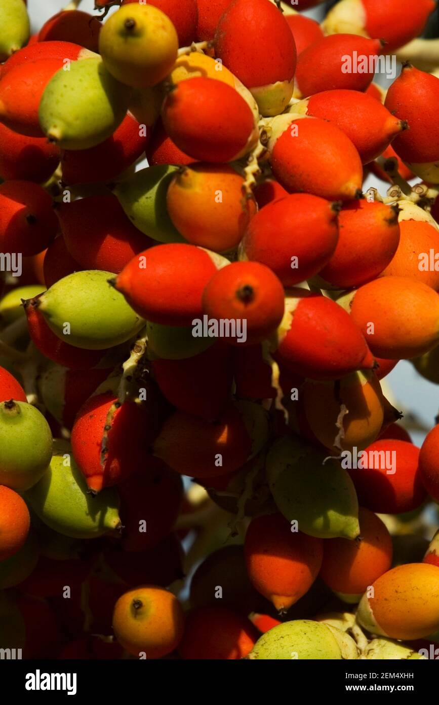 Date bunch hi-res stock photography and images - Alamy