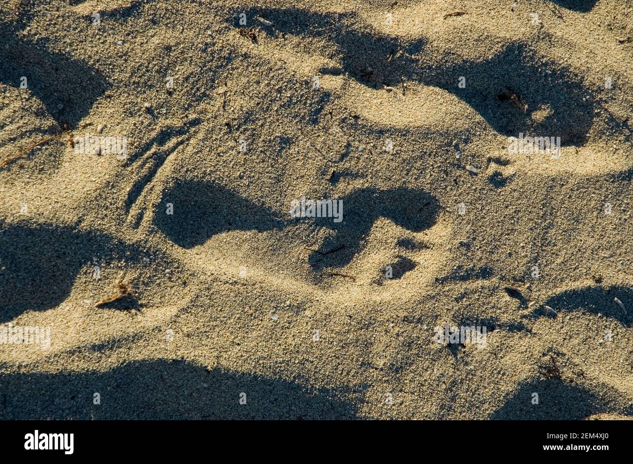 Unknown footprints hi-res stock photography and images - Alamy
