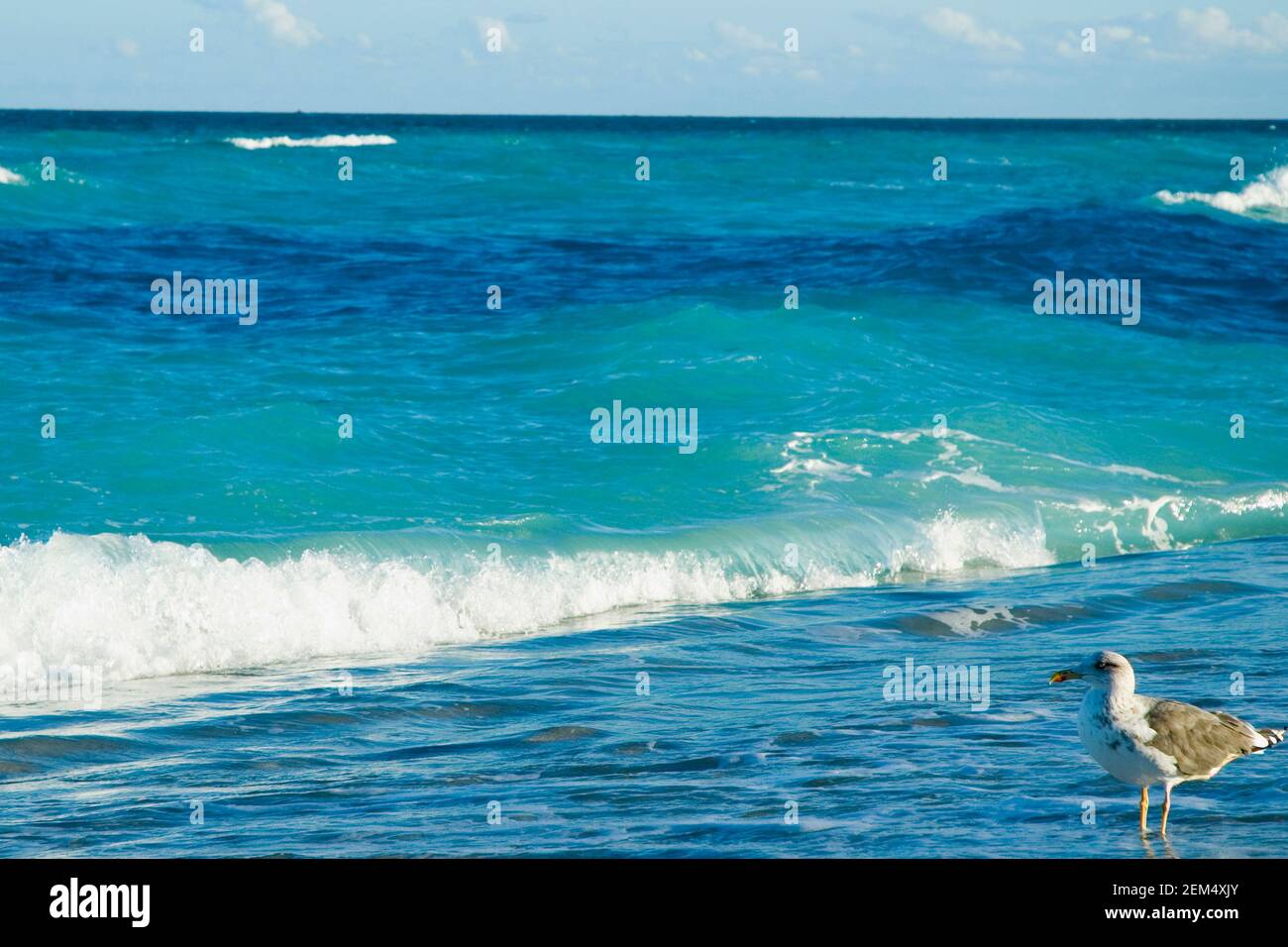 Side Profile Of Seagull High Resolution Stock Photography and Images ...