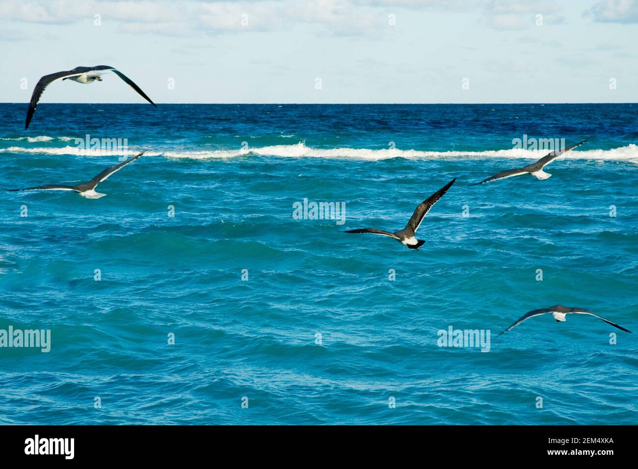 Flying with animals hi-res stock photography and images - Alamy