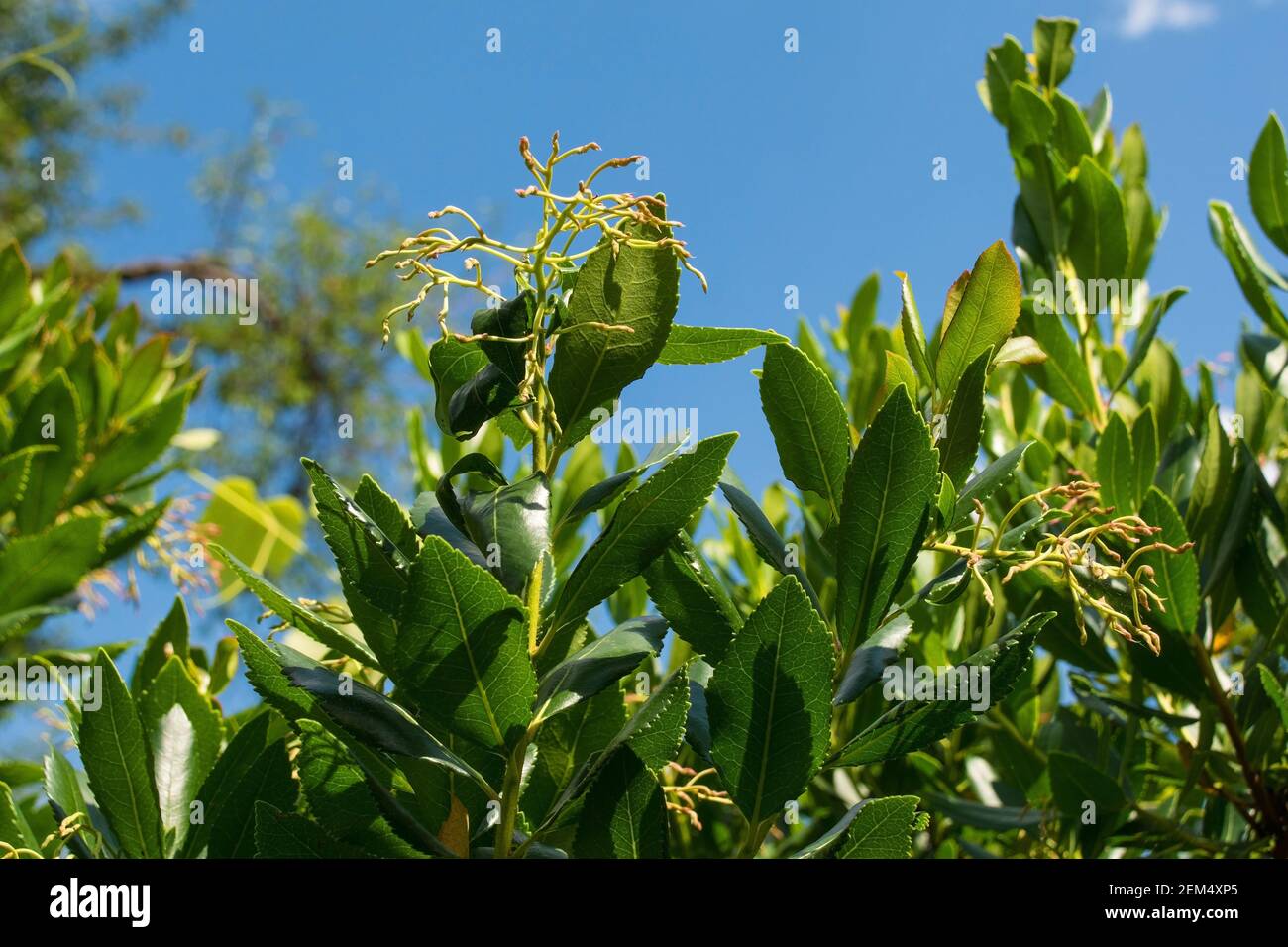 A Strawberry Tree, Arbutus Unedo, growing in Friuli-Venezia Giulia ...