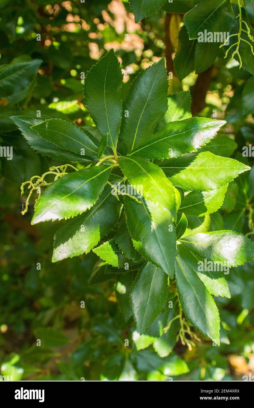 A Strawberry Tree, Arbutus Unedo, growing in Friuli-Venezia Giulia ...