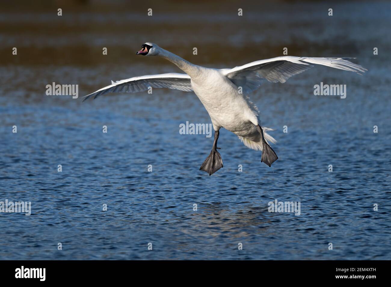 Using wind bird hi-res stock photography and images - Alamy