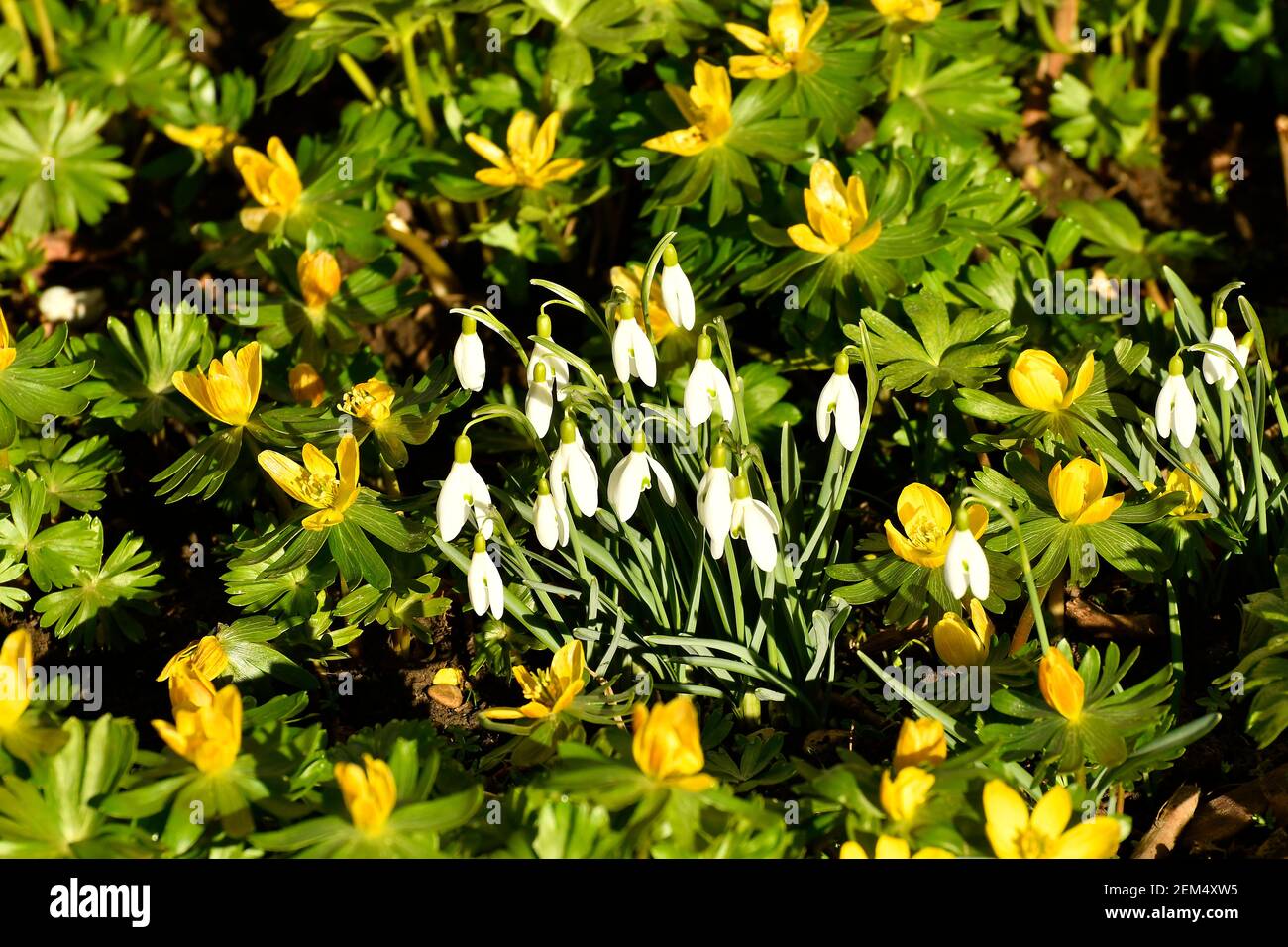 winter aconite and snowdrops in early spring in a German garden Stock ...