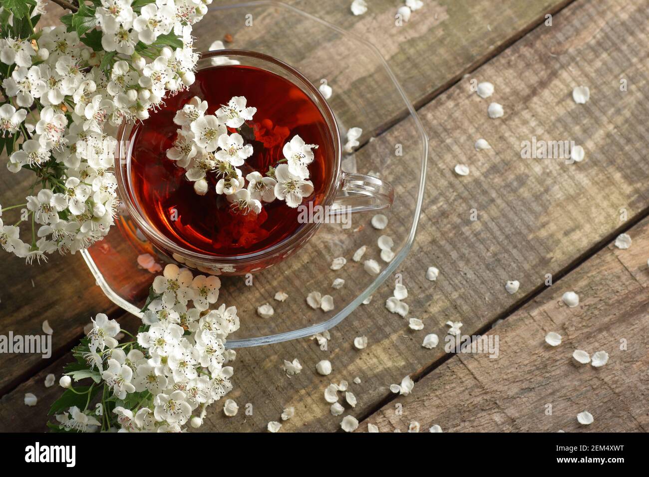Hawthorn spring floral tea with spring blooming branches with flower ...