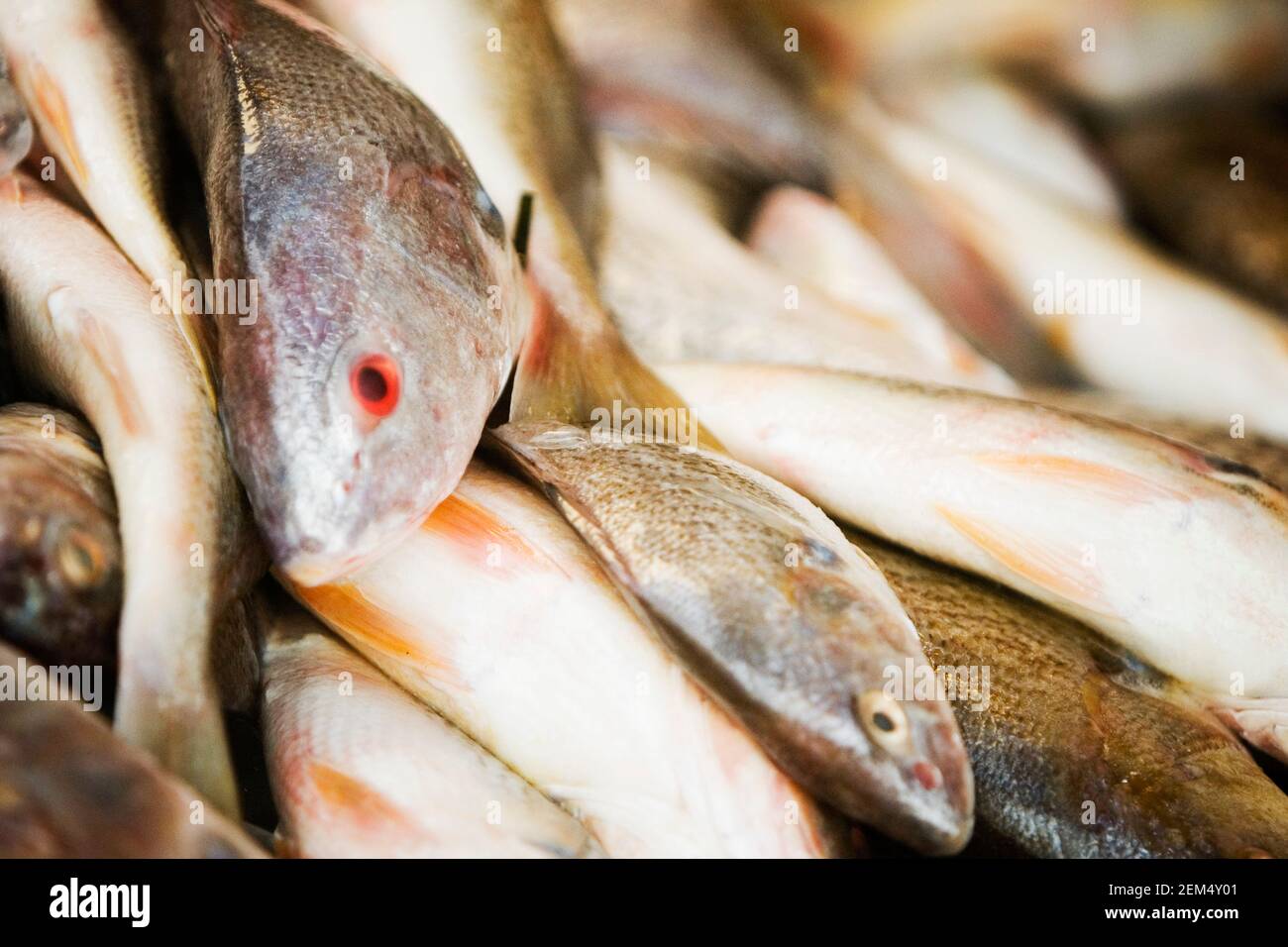 Dead animals heap hi-res stock photography and images - Alamy