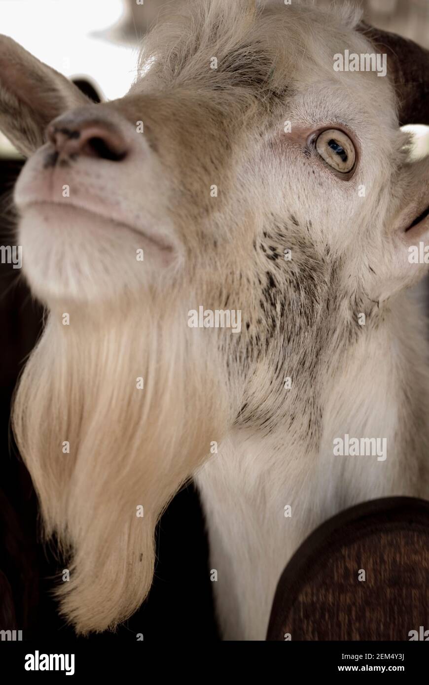 Close-up of a goat Stock Photo - Alamy