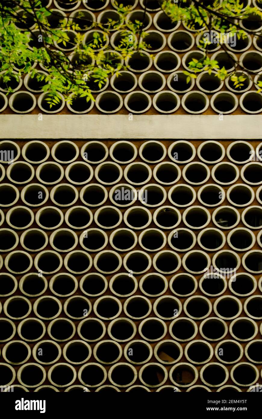 Close-up of branches of a tree in front of a wall Stock Photo - Alamy