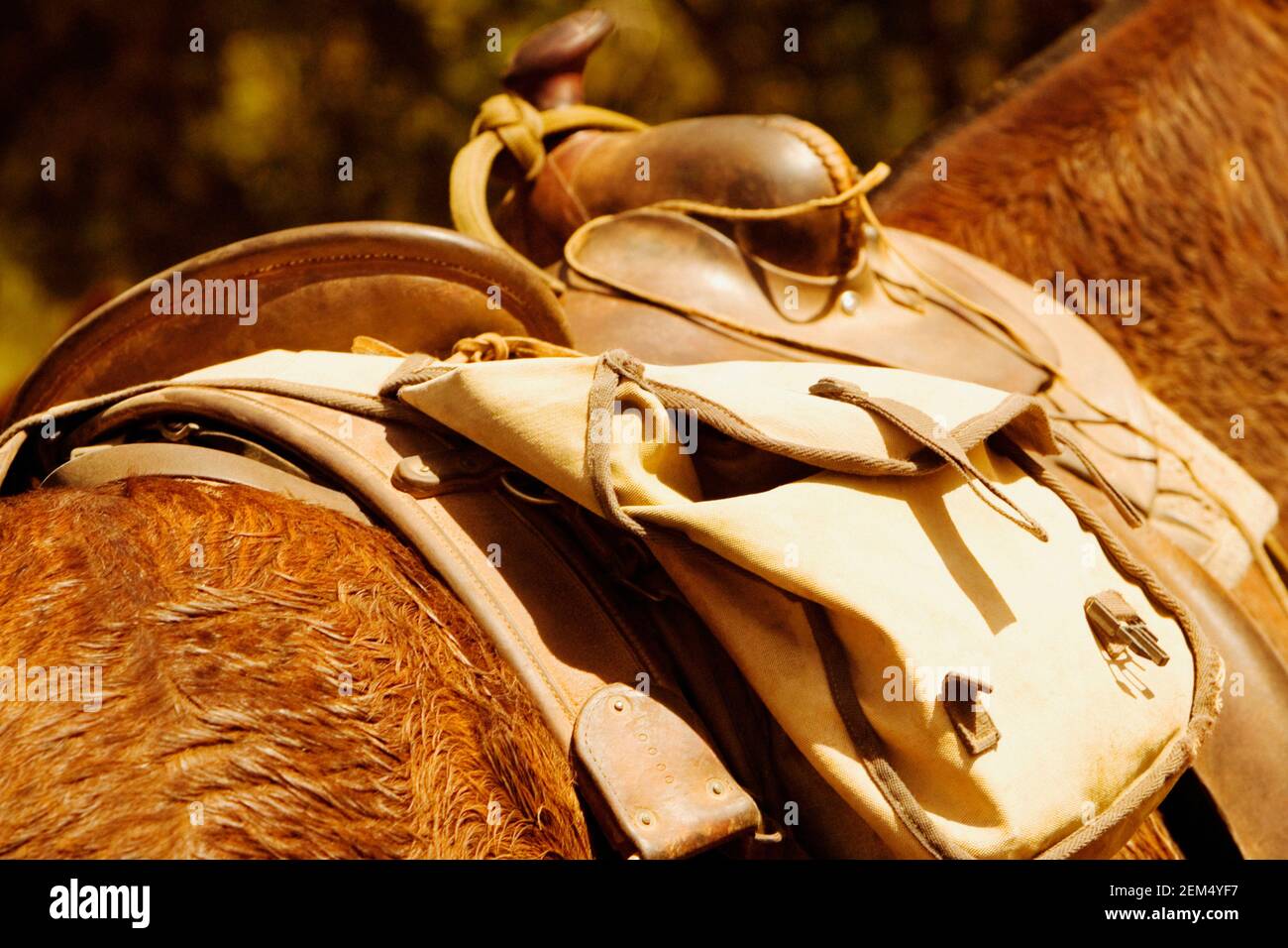 Close-up of a saddle on a horse Stock Photo - Alamy
