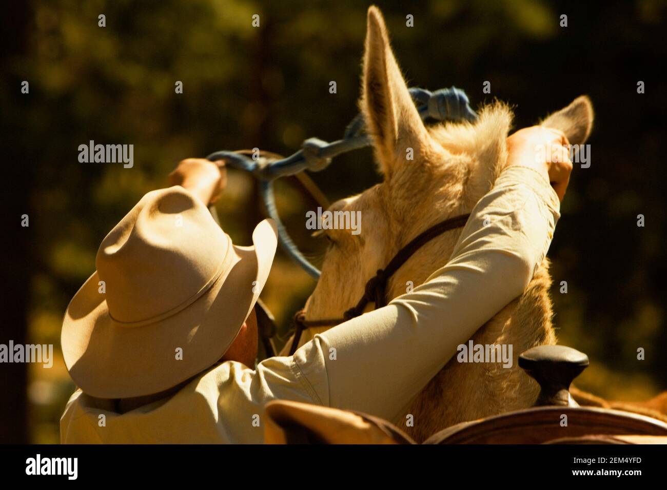 Rear view of a cowboy adjusting the reins of a horse, Las Vegas, Nevada ...