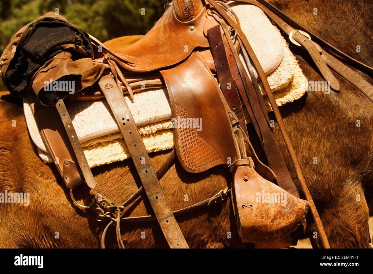 Close-up of a saddle on a horse Stock Photo - Alamy