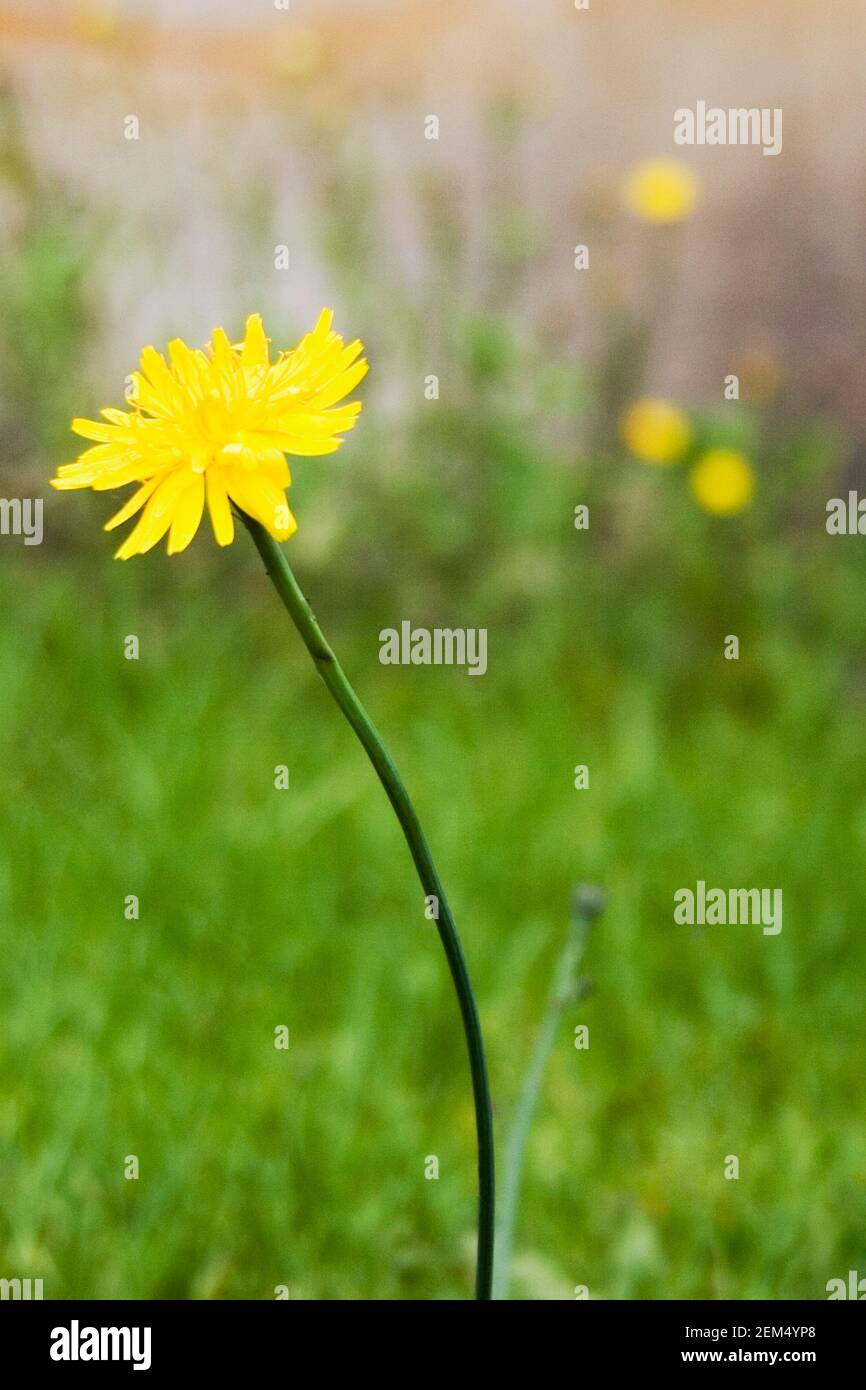 Selective color flower image hi-res stock photography and images - Alamy