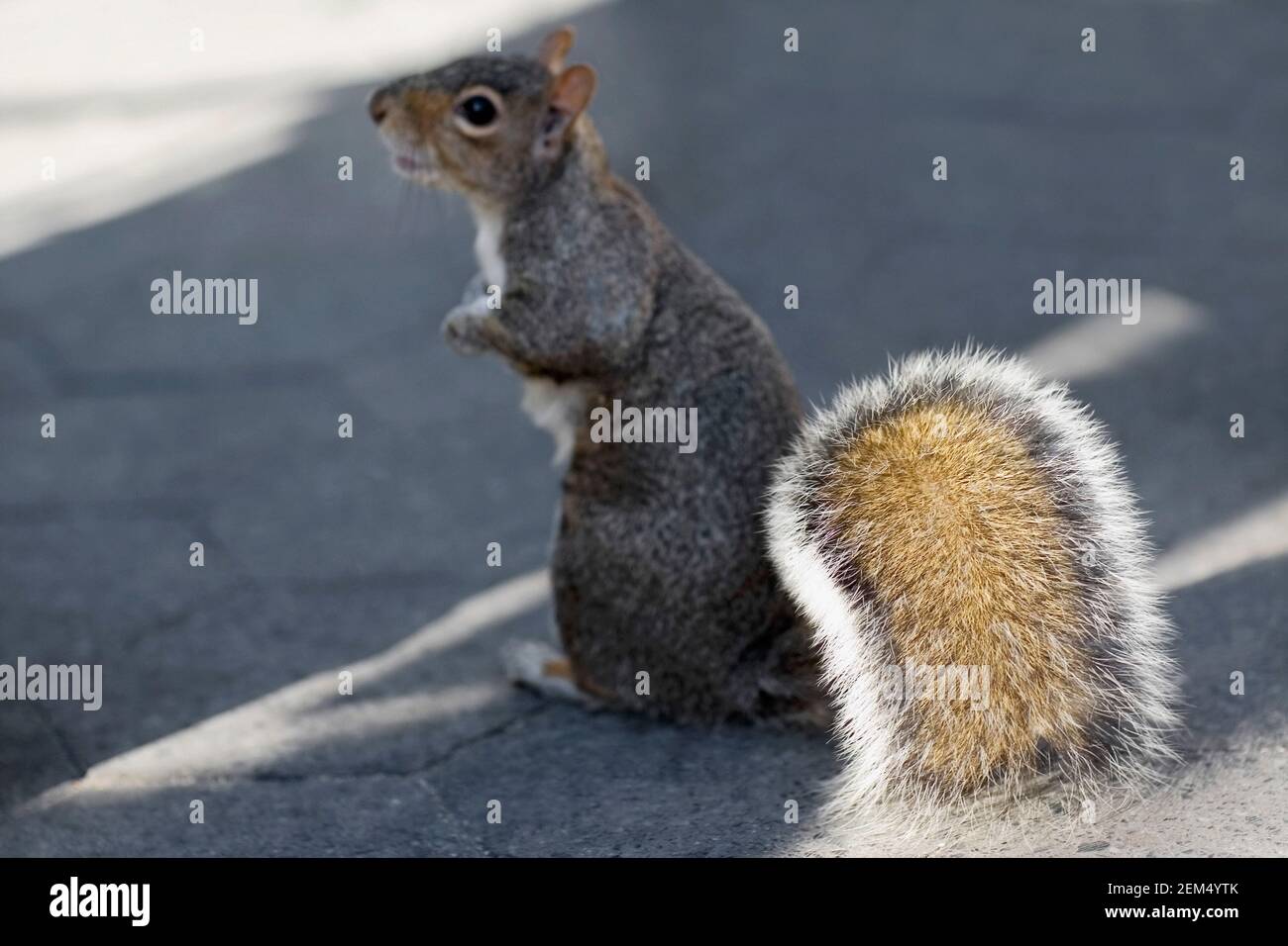 Side profile of a squirrel Stock Photo - Alamy