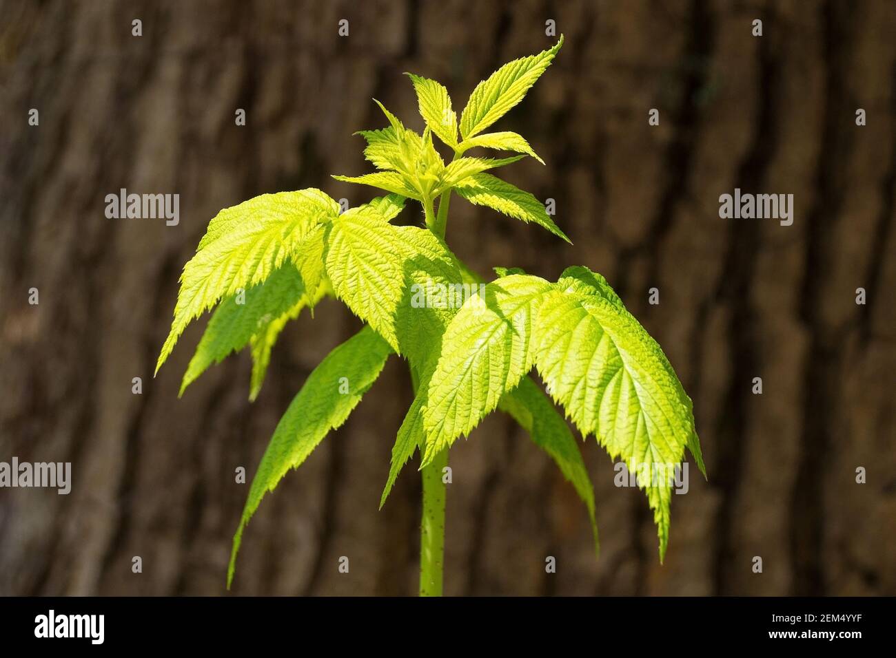 A young raspberry shoot growing in Friuli-Venezia Giulia, north east ...