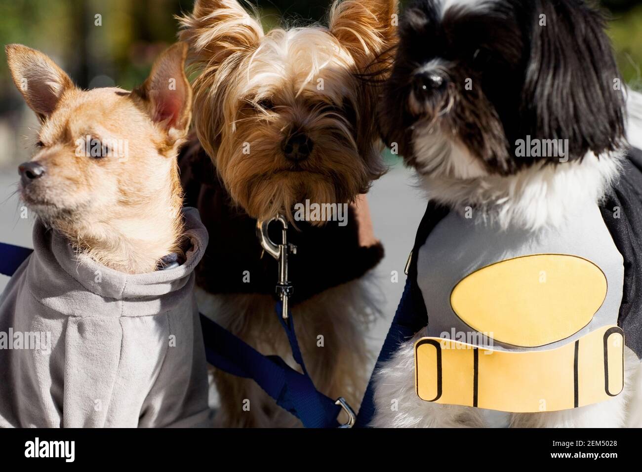 Foreground three dogs hi-res stock photography and images - Alamy