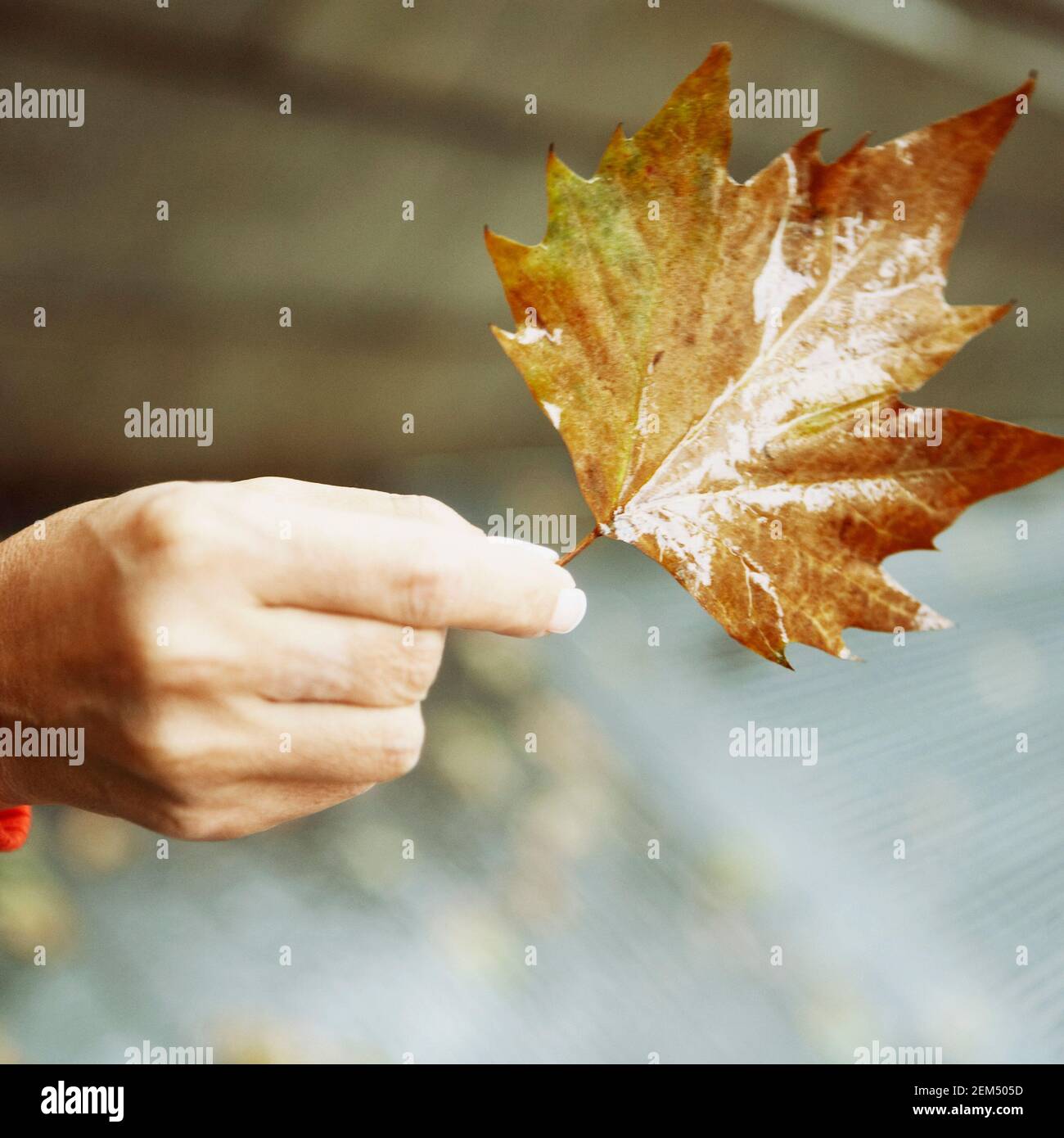 Close up hand holding maple leaf hi-res stock photography and images ...