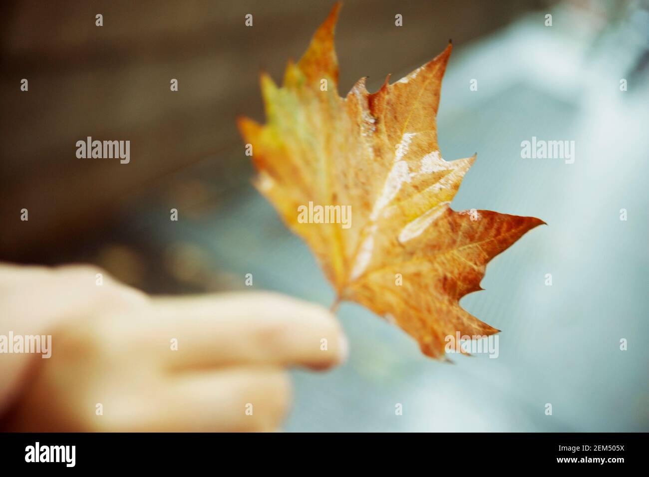 Hand holding maple leaf hi-res stock photography and images - Alamy