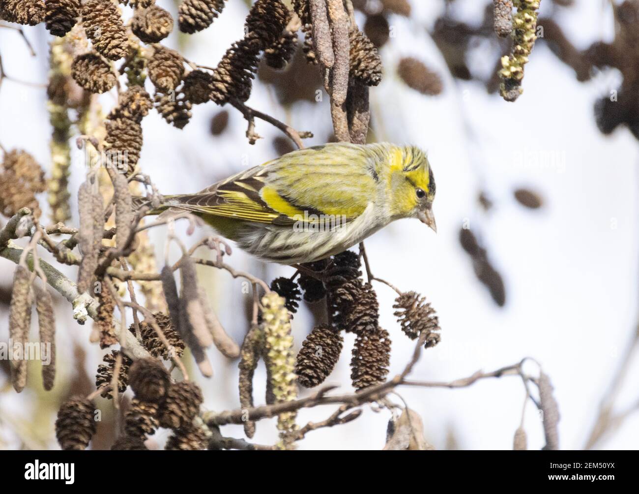 Garden birds in britain hi-res stock photography and images - Alamy