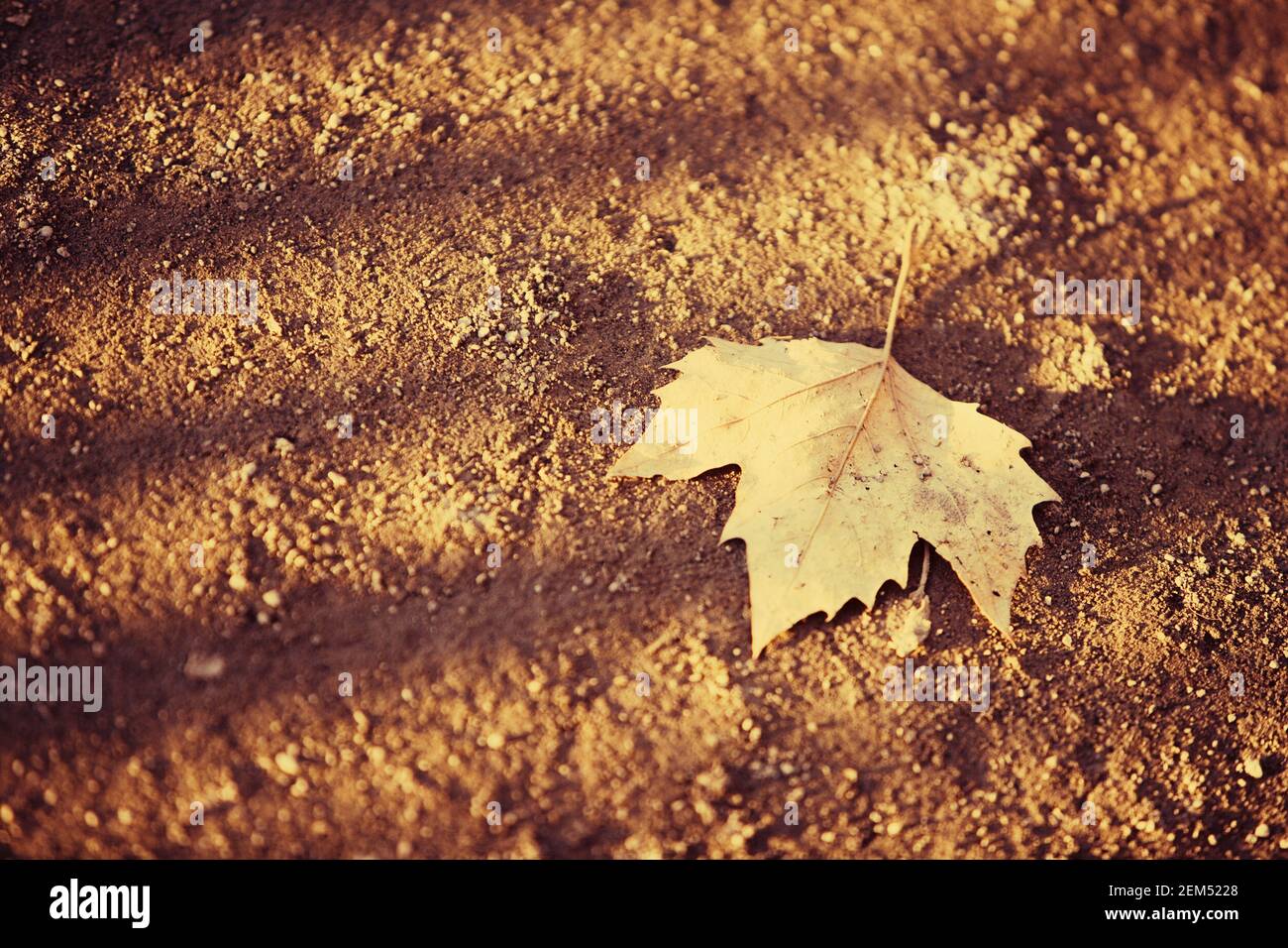 Close angle view fallen hi-res stock photography and images - Alamy