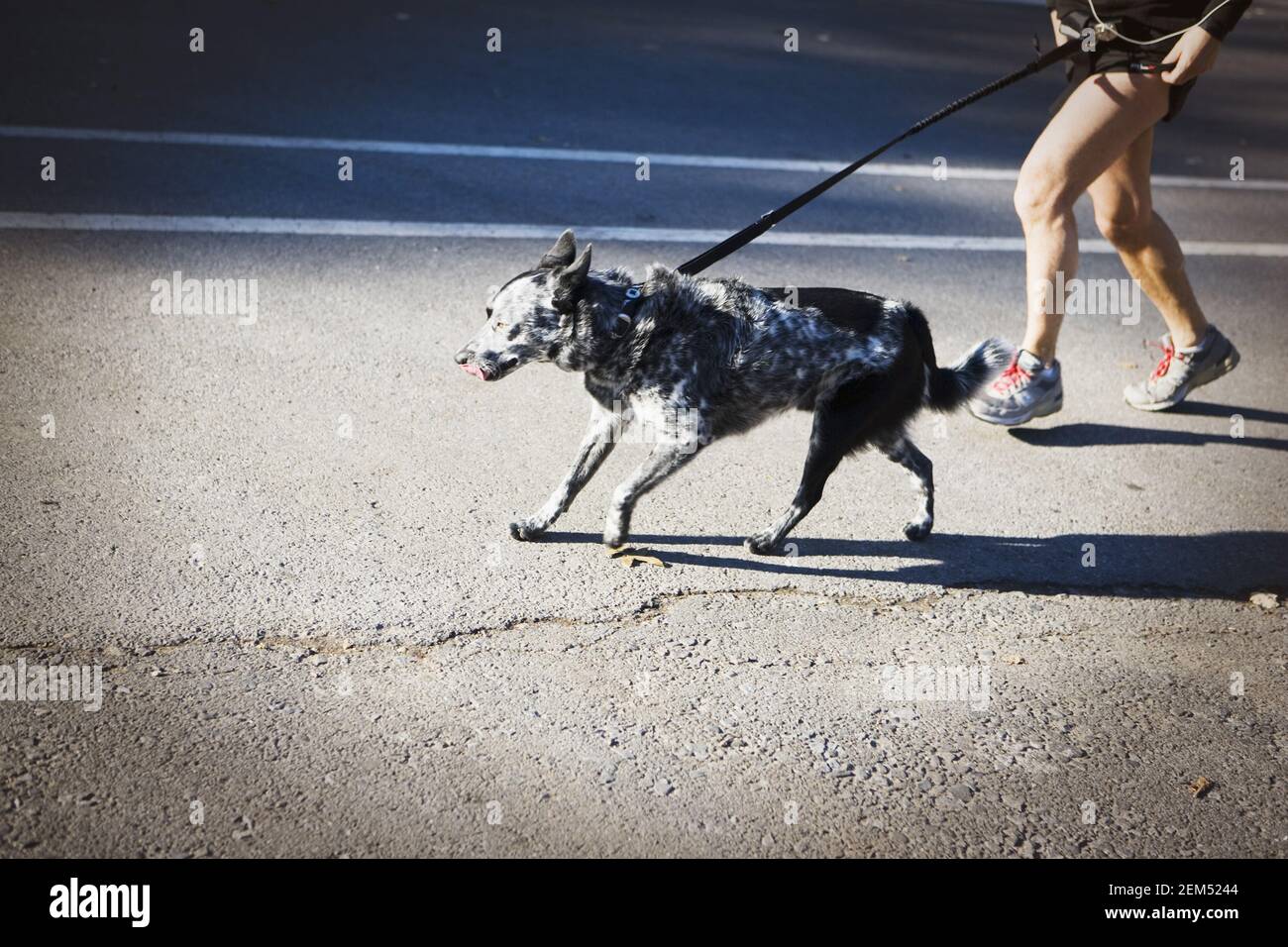 Low section animal sports hi-res stock photography and images - Alamy
