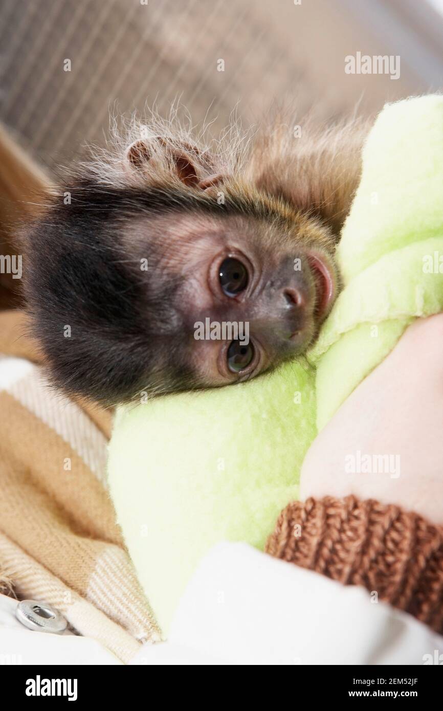 Monkey and human hand hi-res stock photography and images - Alamy