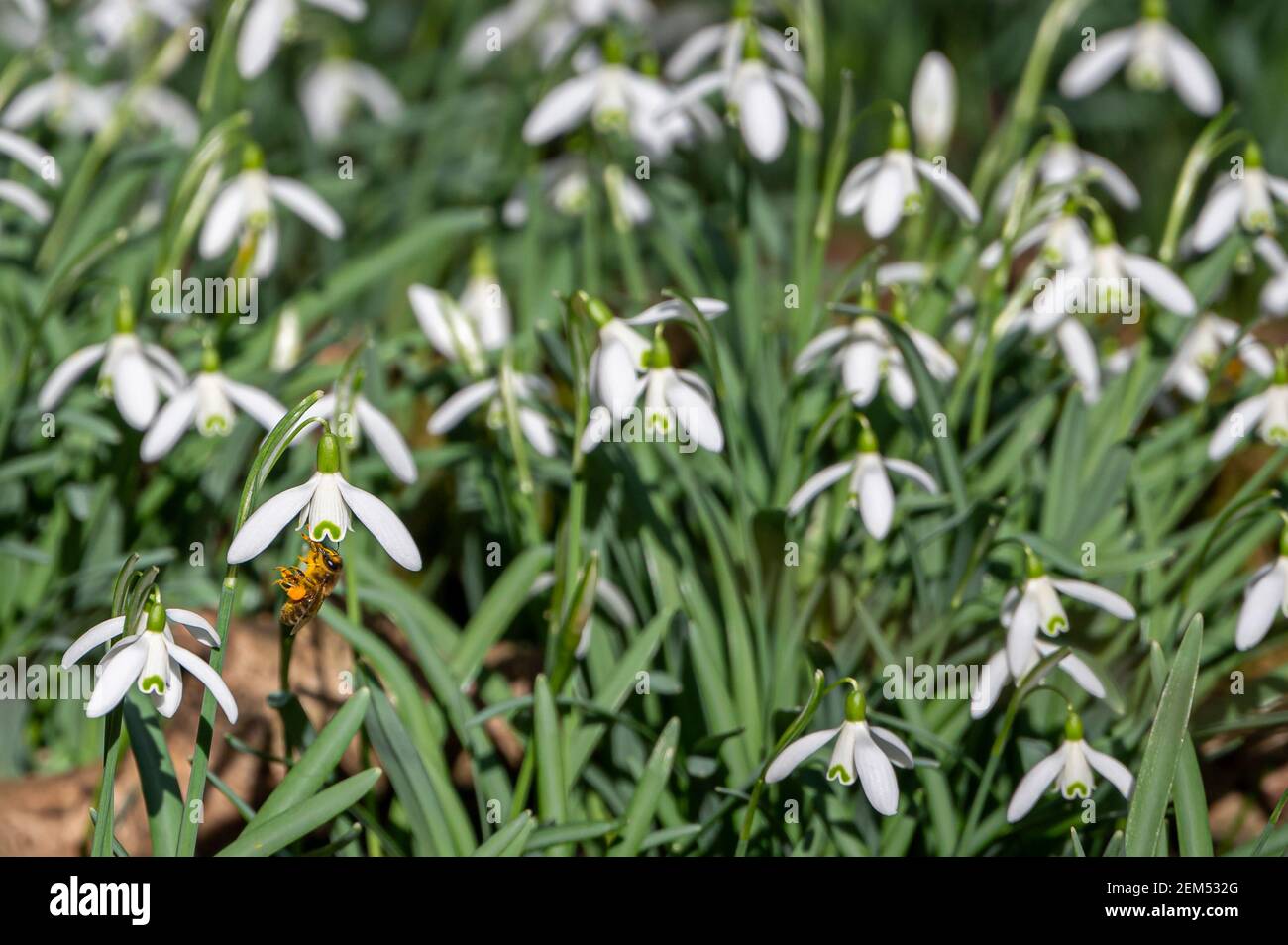 Rickling, Essex. 24th Feb 2021. Honey bees feeding on pollen from early ...