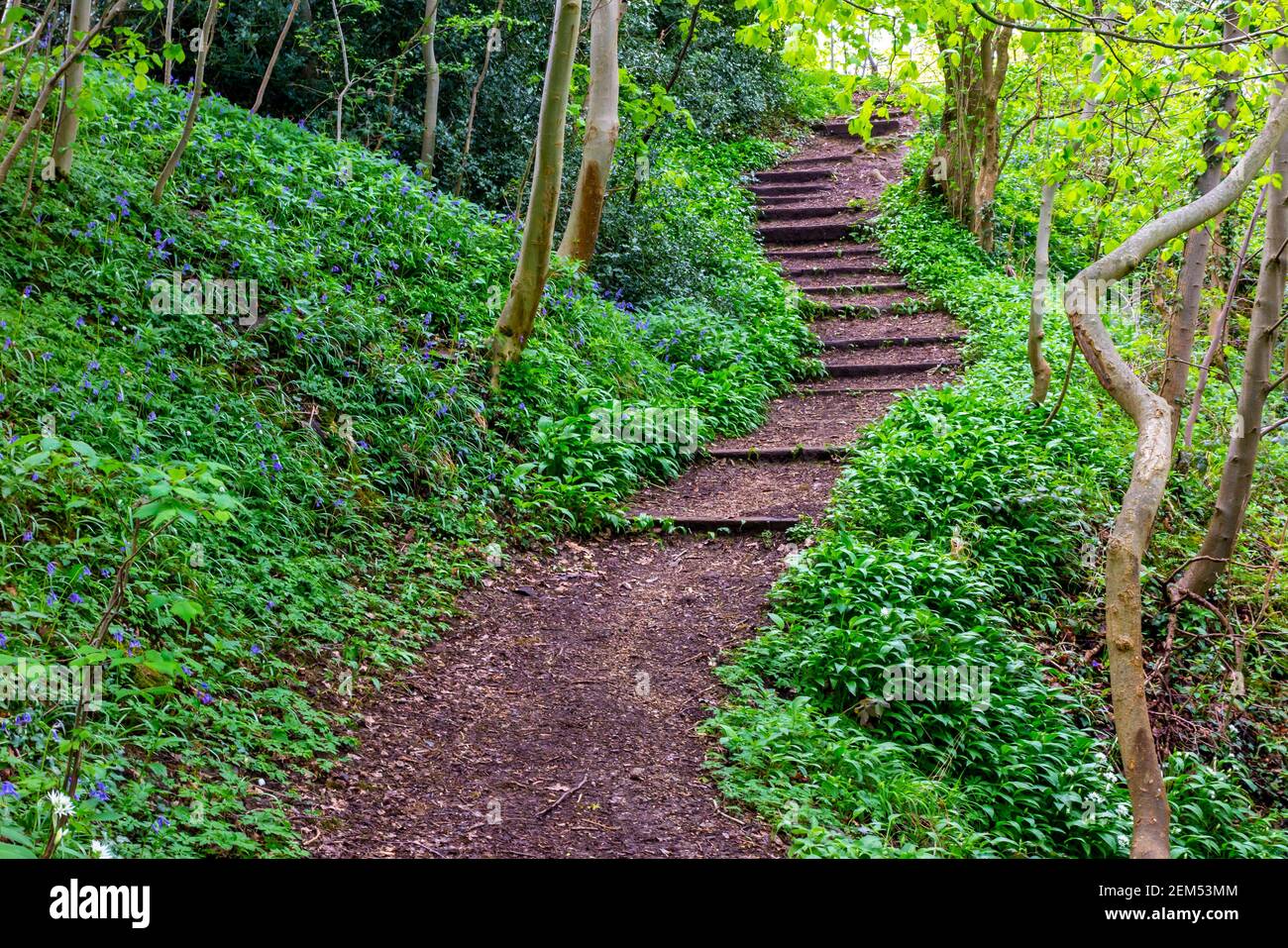 Woodland footpath in spring at Lovers Walk in Matlock Bath Derbyshire ...