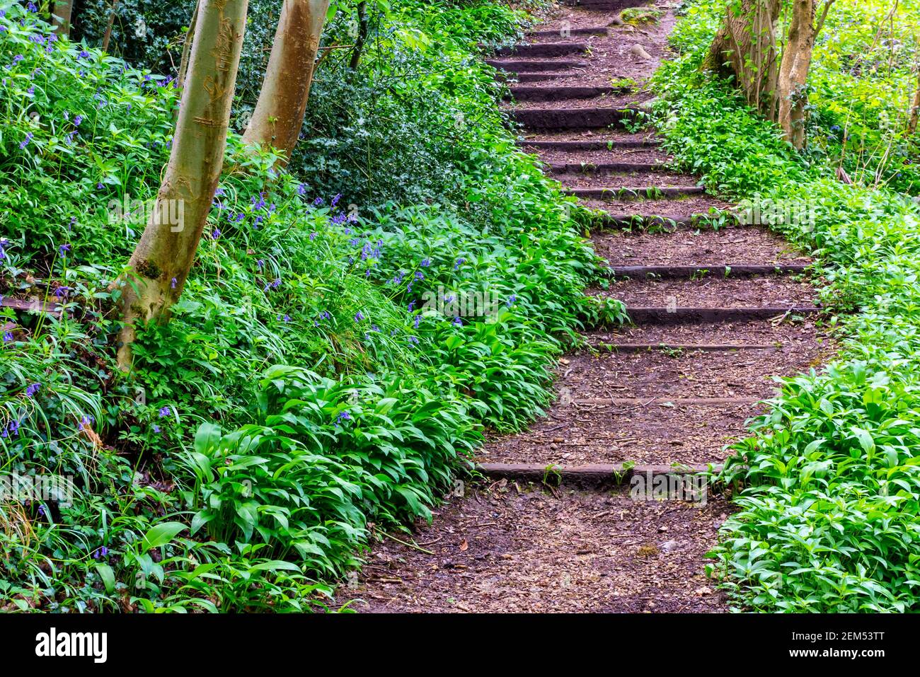 Woodland footpath in spring at Lovers Walk in Matlock Bath Derbyshire ...