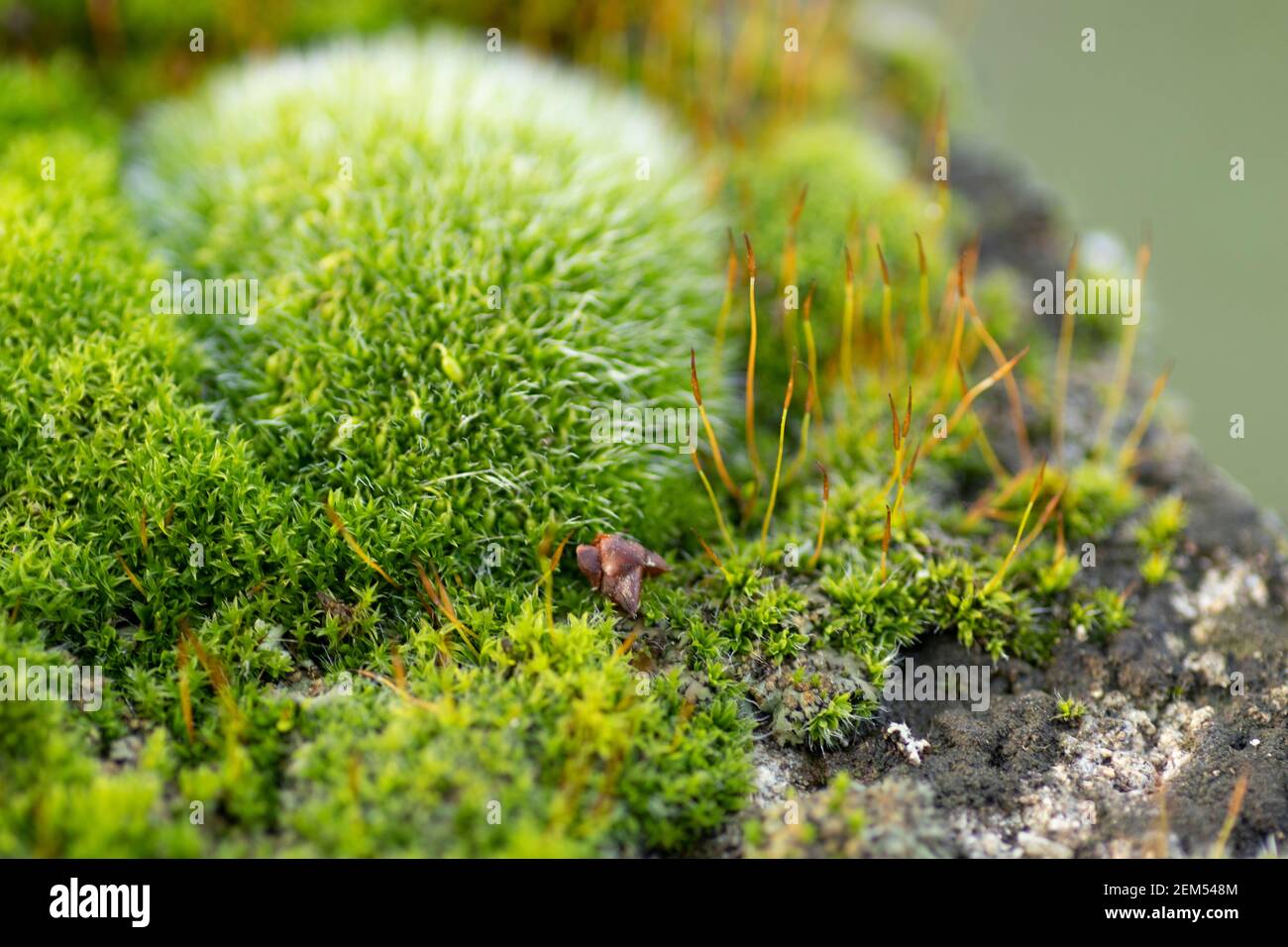 green with yellow fluffy beautiful moss on a gray stone Stock Photo - Alamy