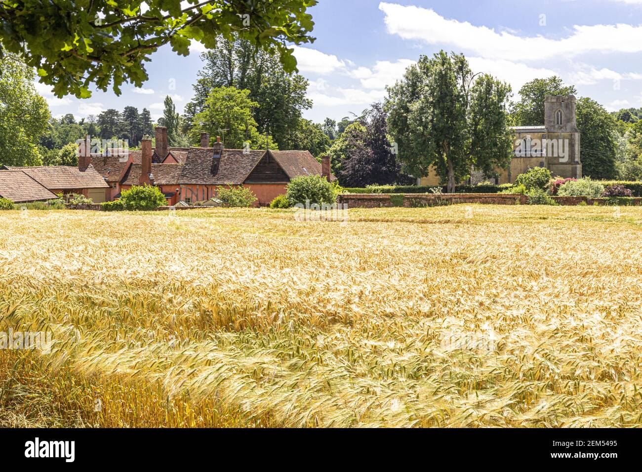 A field of barley ripening in the village of Chelsworth, Suffolk UK ...