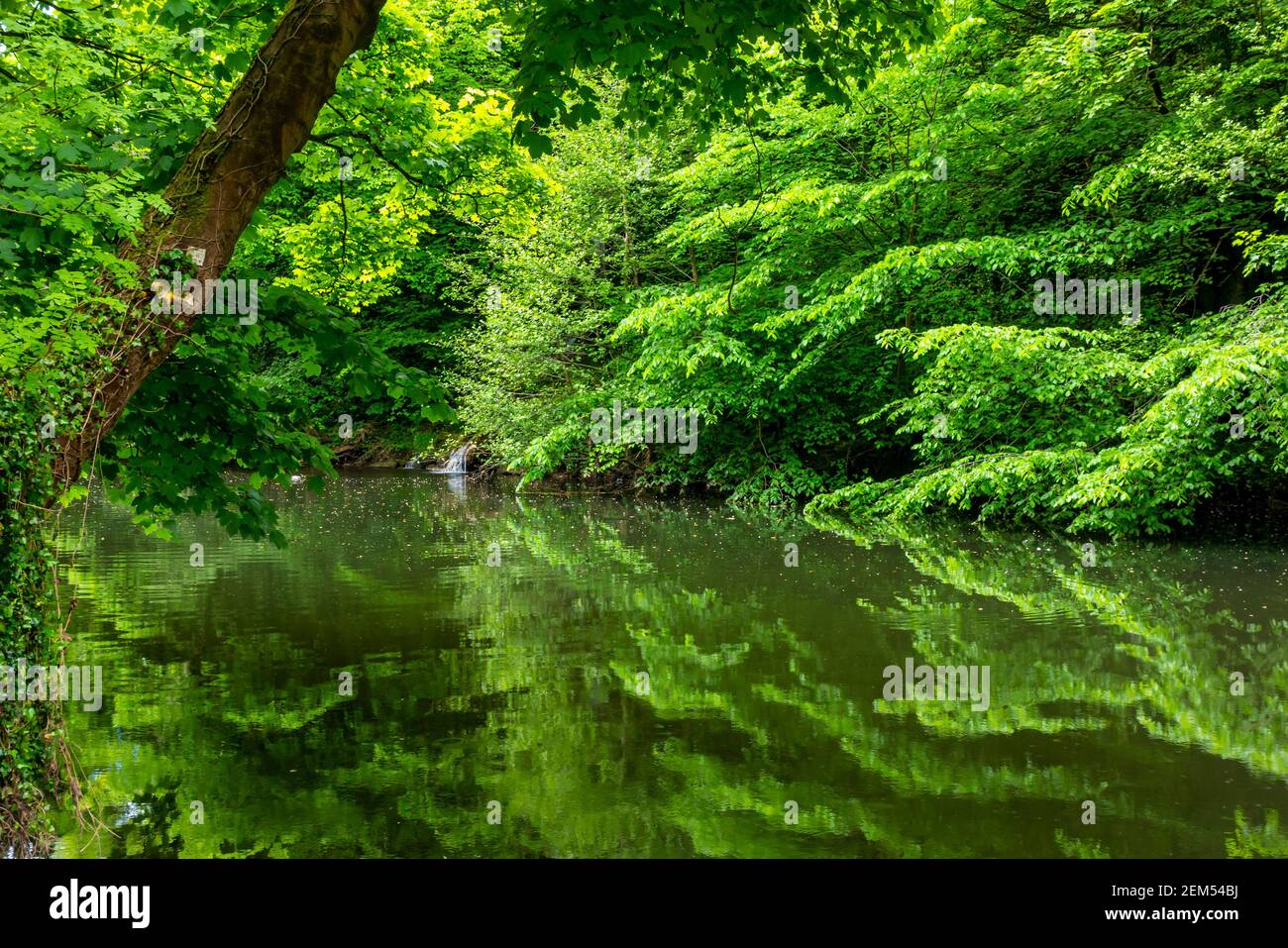 Riverside trees hi-res stock photography and images - Alamy