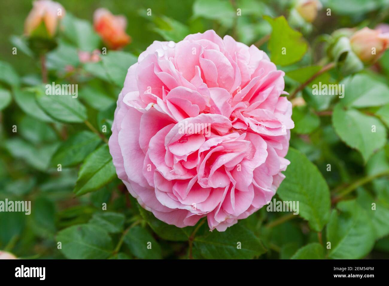 Flower fully open macro hi-res stock photography and images - Alamy