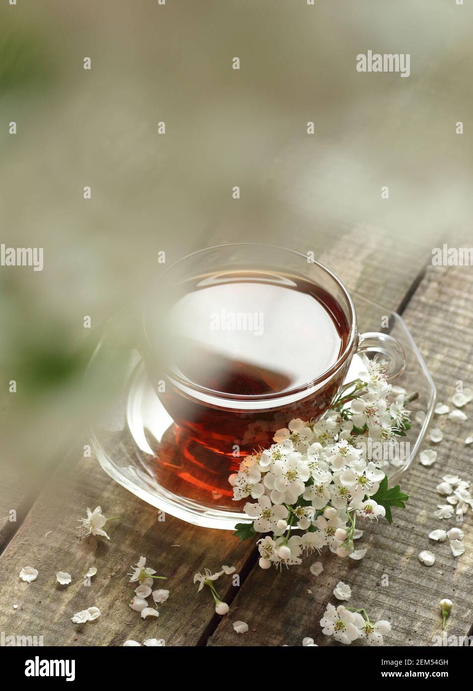 Hawthorn spring floral tea with spring blooming branches with flower ...