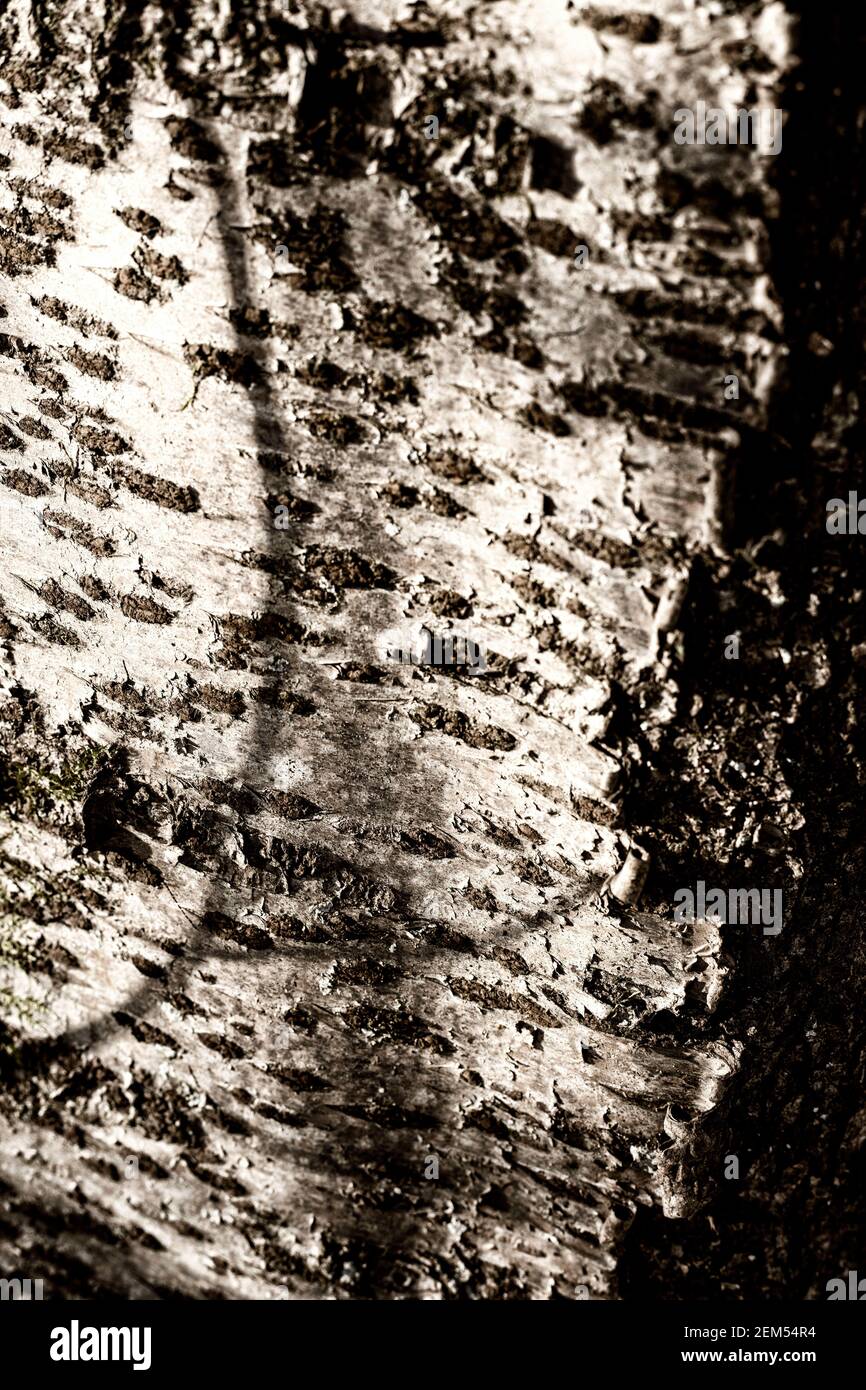 Abstract natural pattern of tree bark side-lit by weal winter sunshine ...