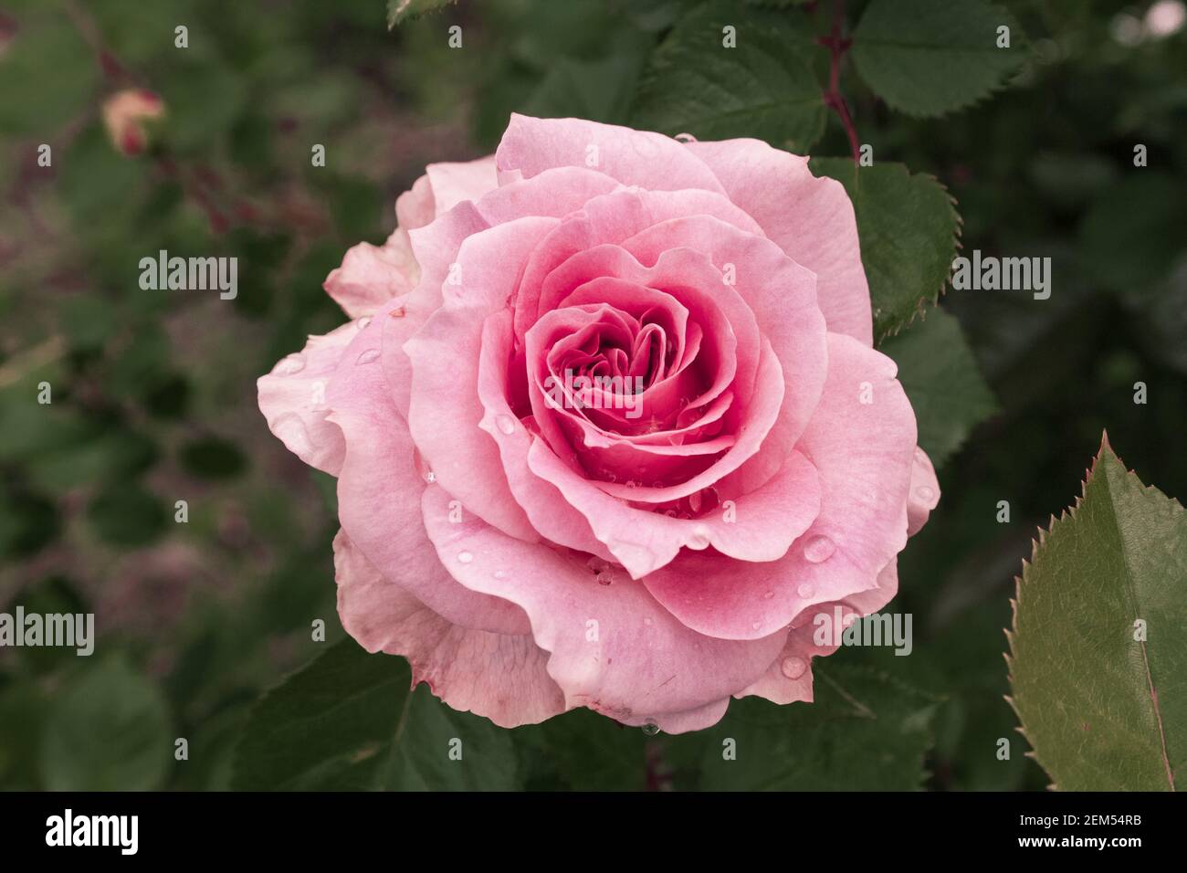 Fully open petals hi-res stock photography and images - Alamy